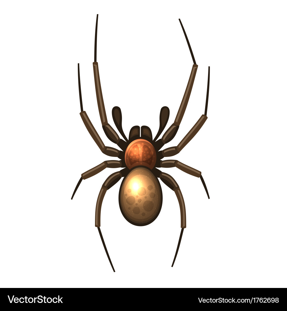 Spider Royalty Free Vector Image - VectorStock