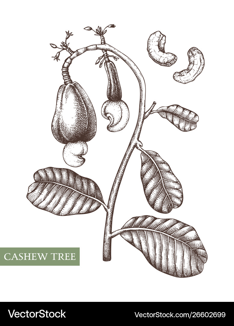 Ashew hand drawn food drawing nut trees Royalty Free Vector