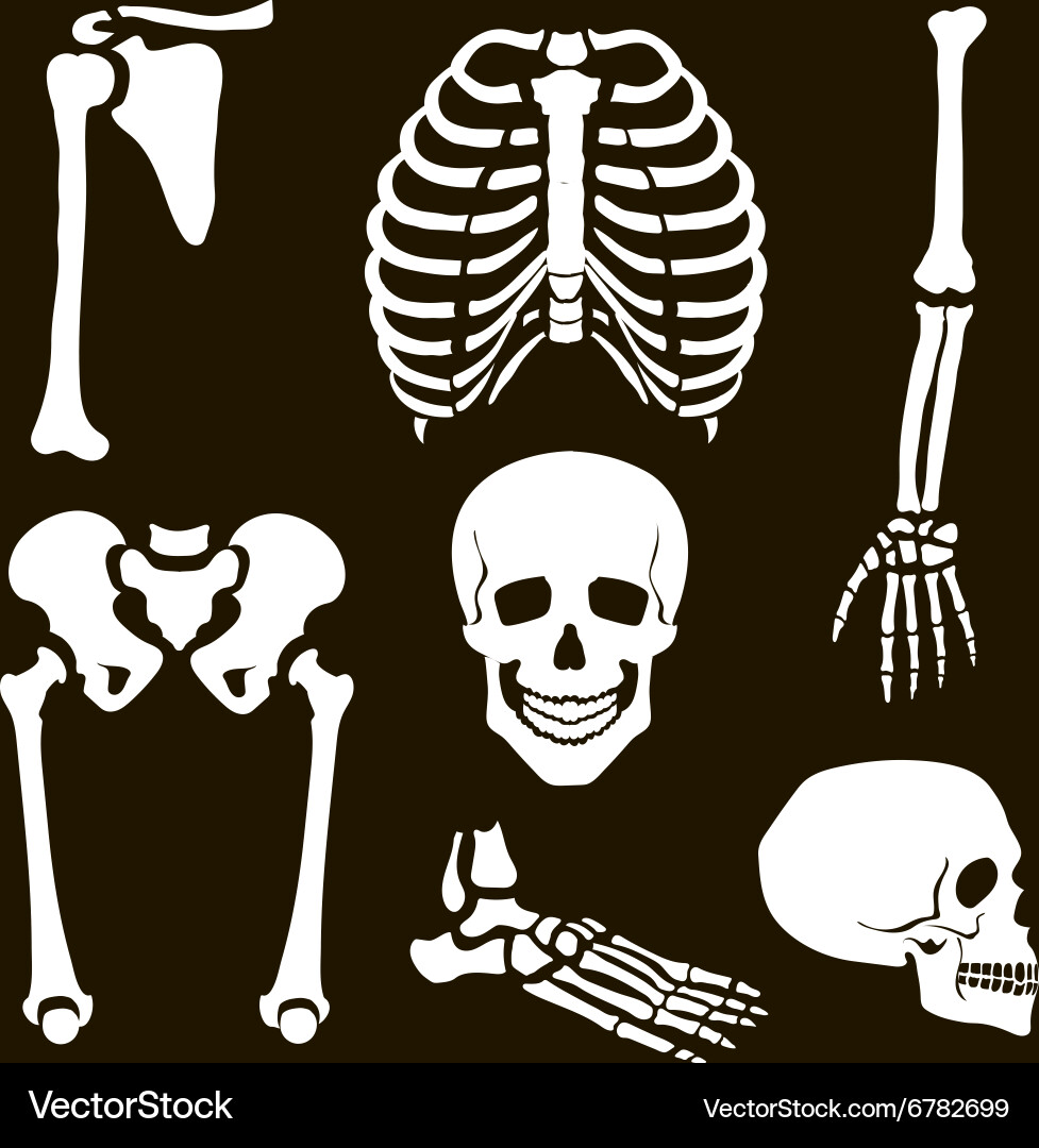 Collection human skeleton Royalty Free Vector Image