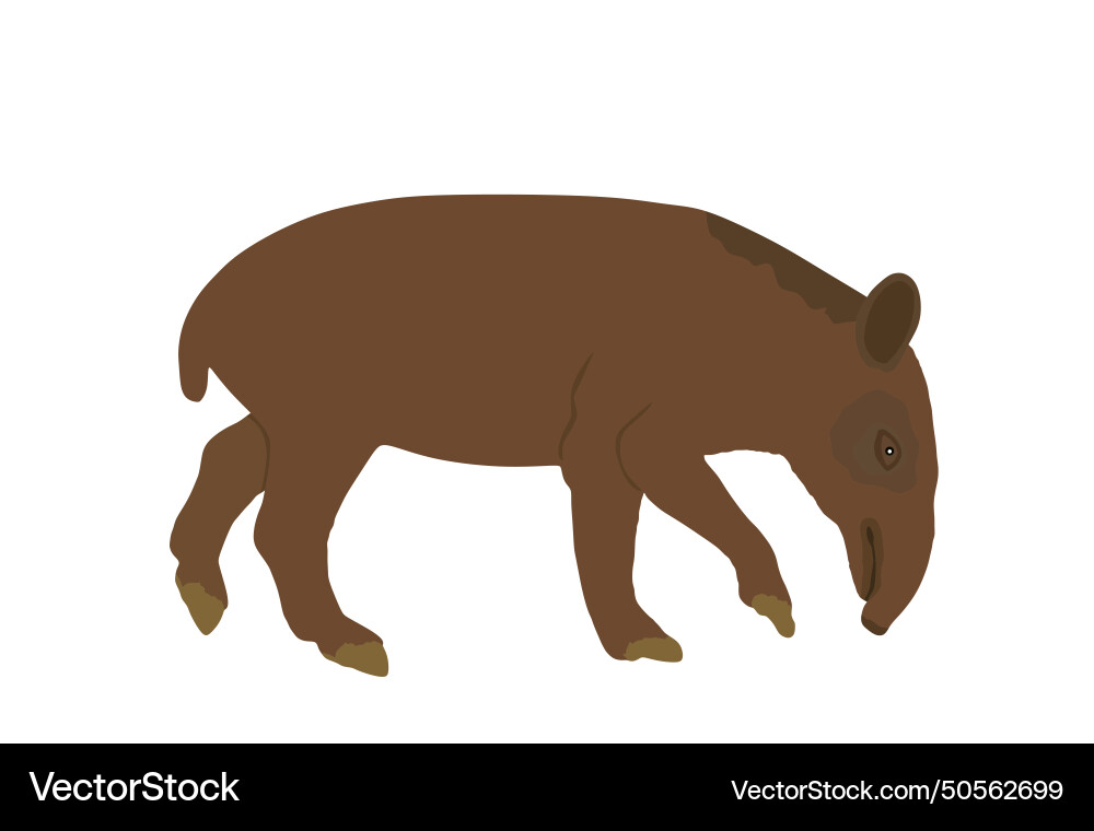 Tapir isolated on white background Royalty Free Vector Image