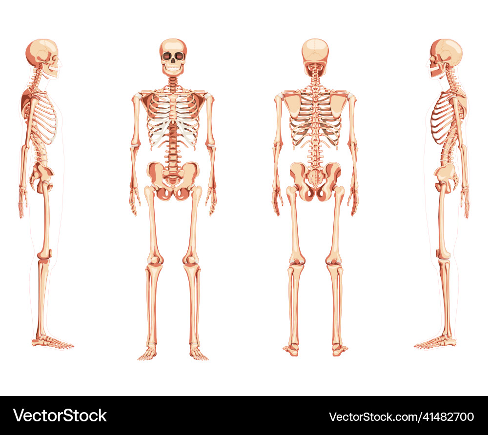 Human Skeleton Anatomy - Front, Back & Side Views