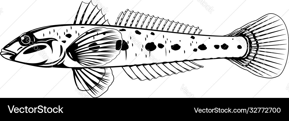 Monkey goby fish black and white Royalty Free Vector Image