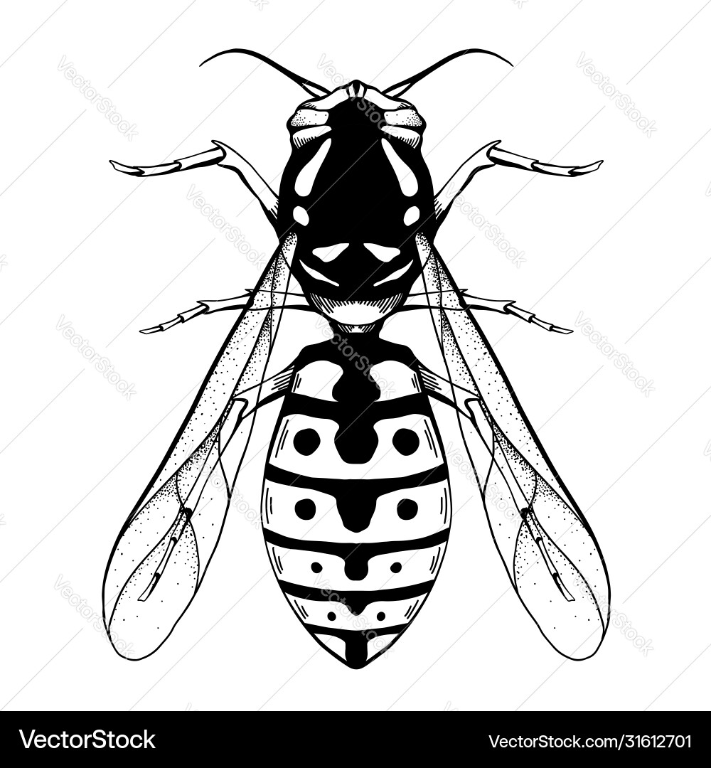 Black Wasp Sketch - Top View Royalty Free Vector Image
