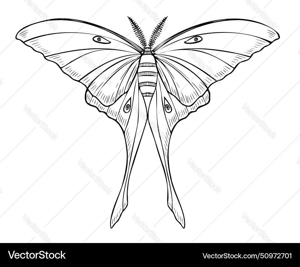 White luna moth drawing Royalty Free Vector Image