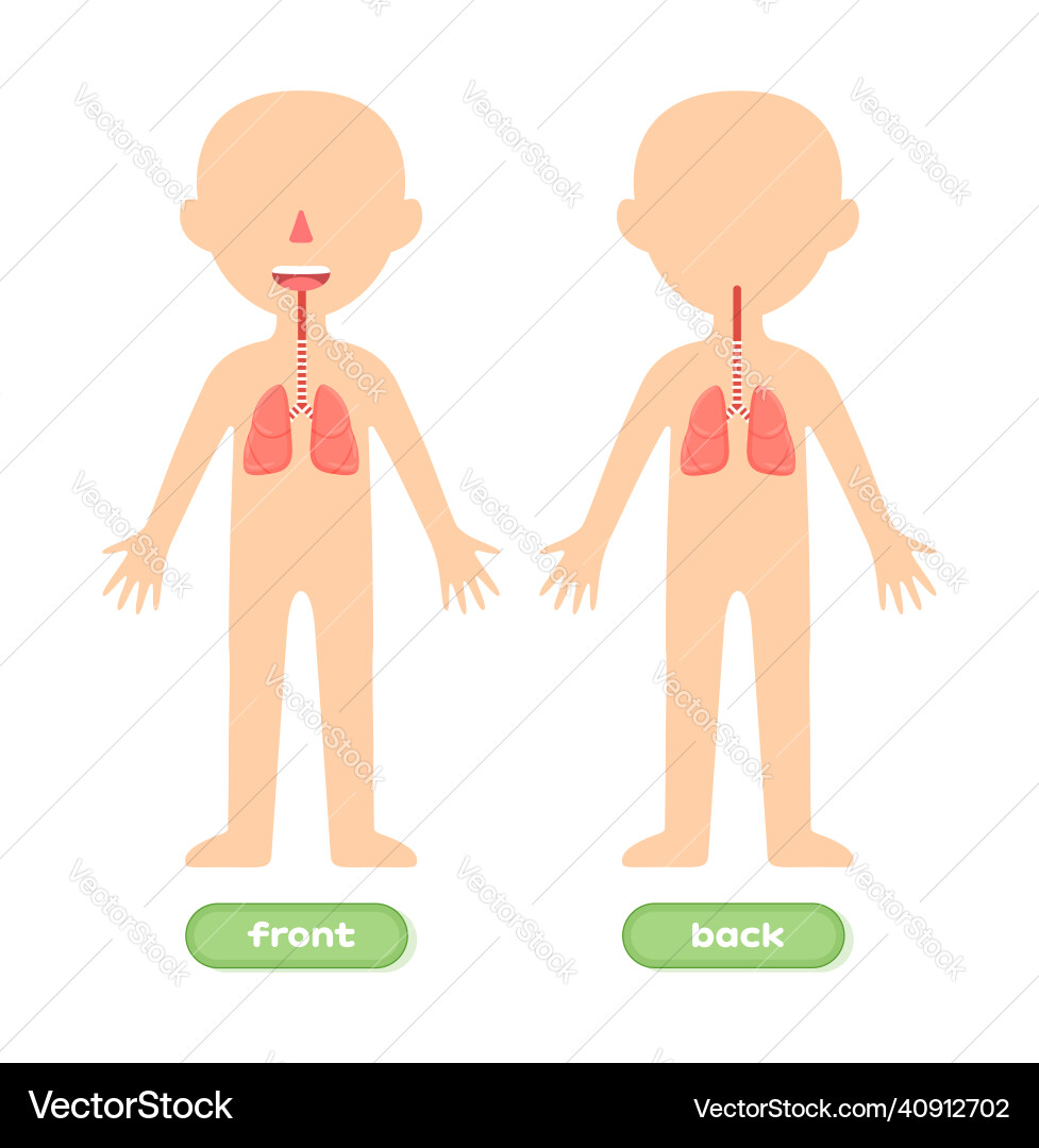 Human respiratory system and kid body template Vector Image
