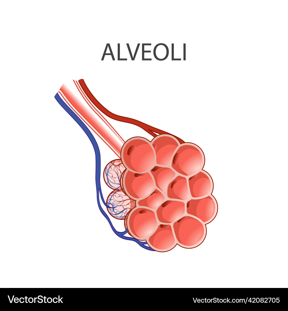 Alveoli anatomy human respiratory system lungs Vector Image