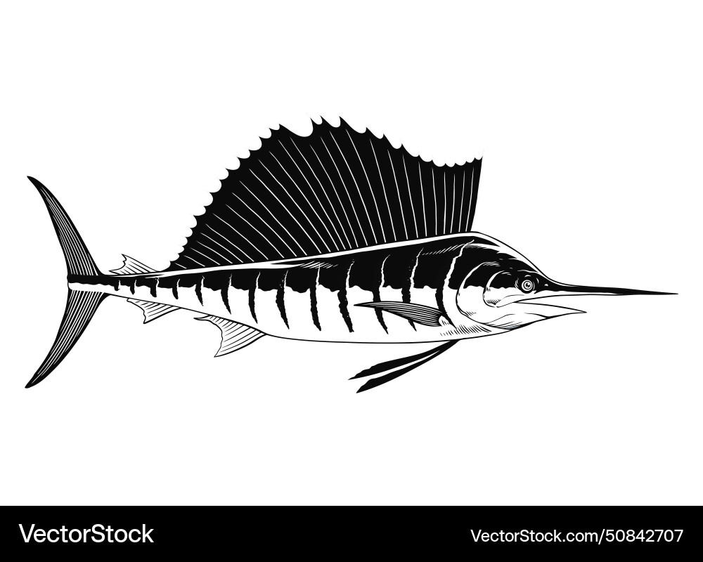 Sailfish Artwork - Black and White Royalty Free Vector Image