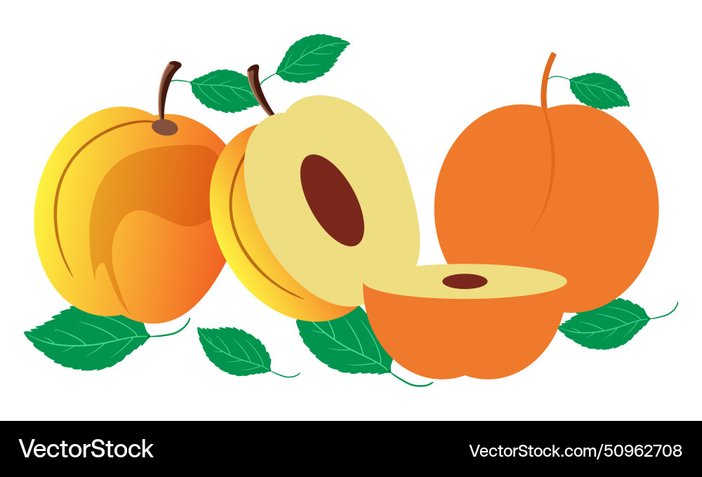 Apricot design and bundle Royalty Free Vector Image