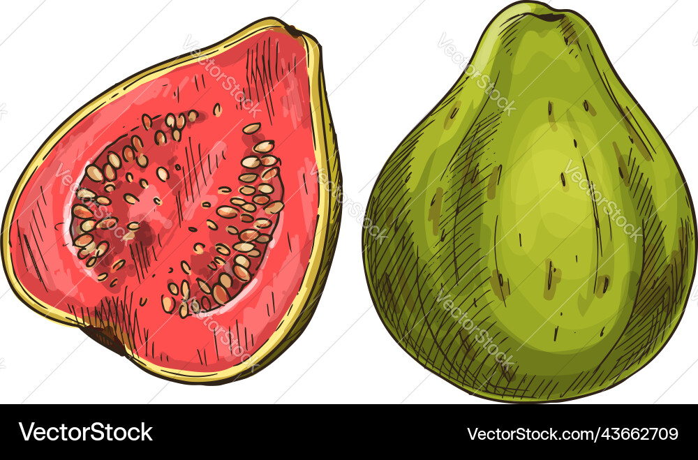 Guava edible tropical fruit whole and cut isolated