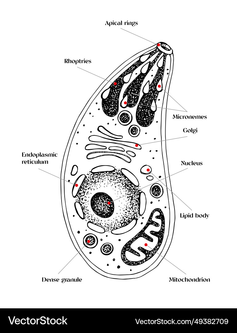 Toxoplasma Gondii Egg