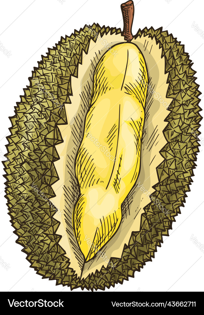 Tropical durian isolated cut fruit sketch Vector Image