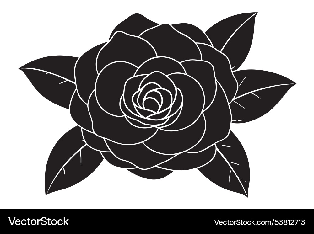Camellia flower Royalty Free Vector Image - VectorStock
