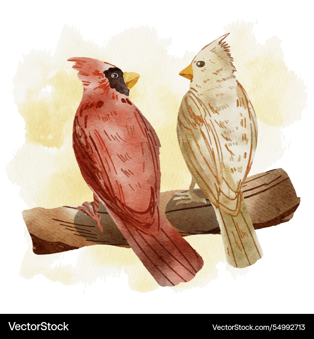 Watercolor cardinal bird Royalty Free Vector Image