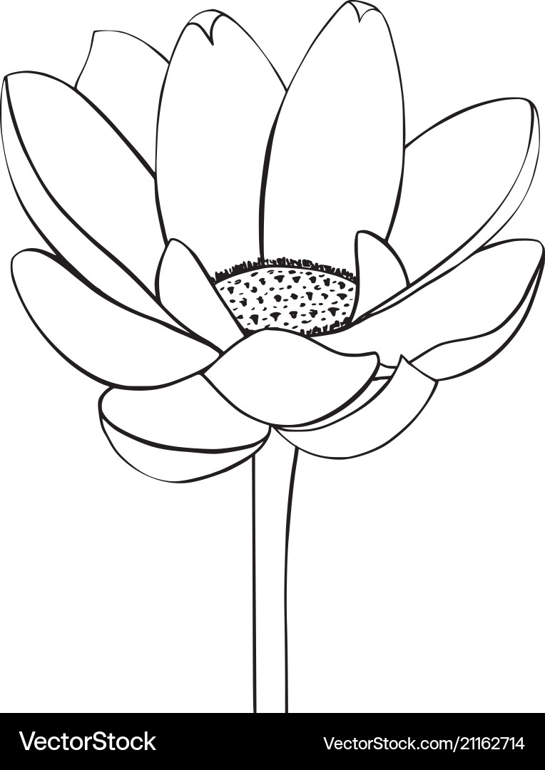 Lotus lily water Royalty Free Vector Image - VectorStock