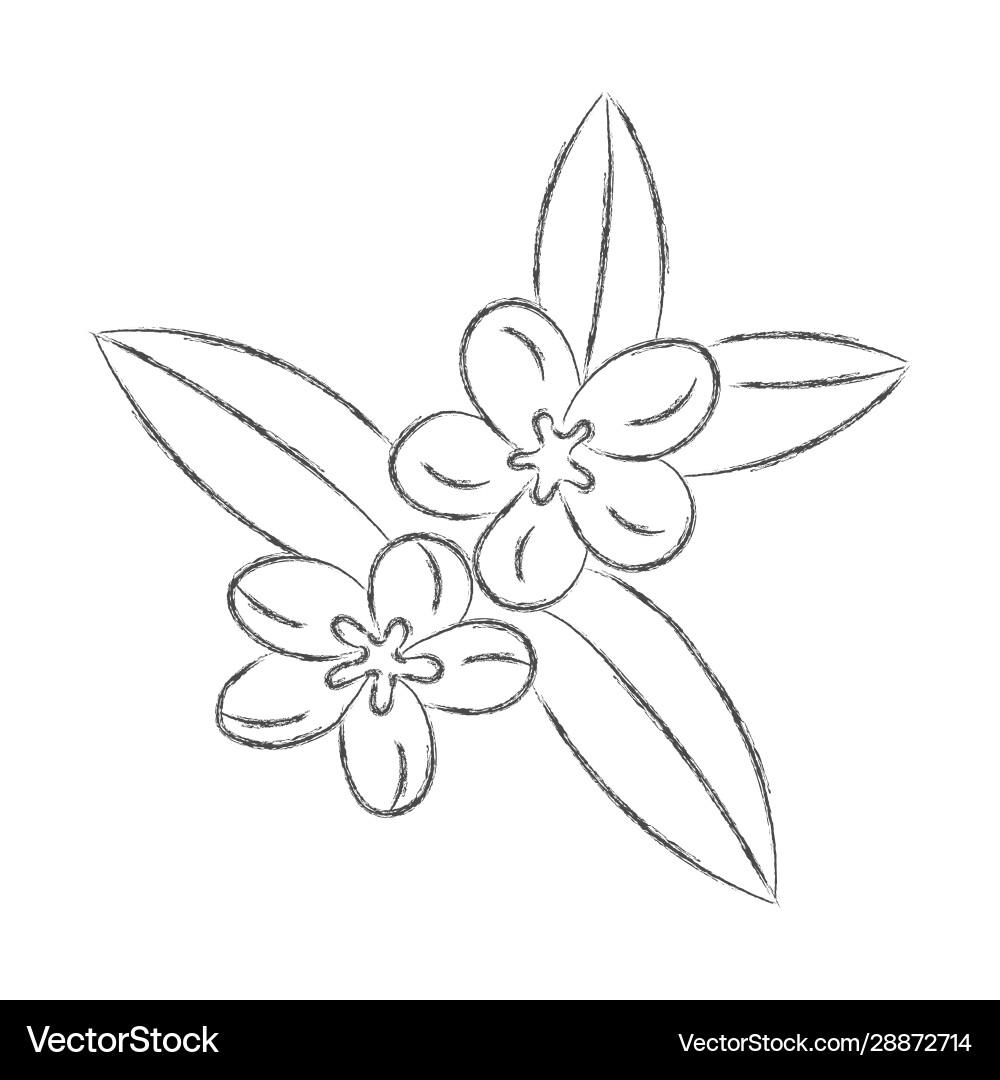 Traceable Drawings Of Flowers 48 Best DRAWING OF A FLOWER PETALS MADE
