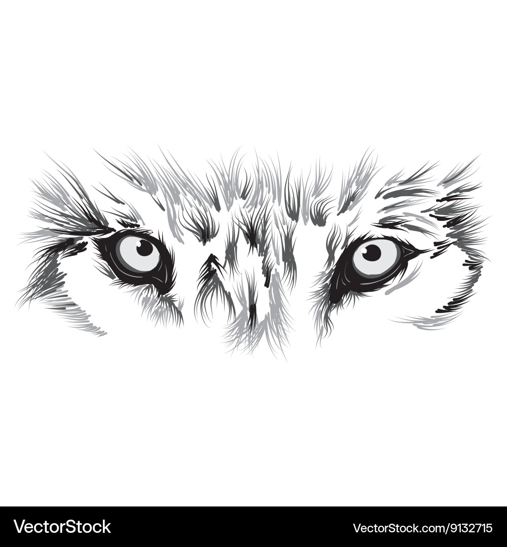 Beautiful wolf face Royalty Free Vector Image - VectorStock