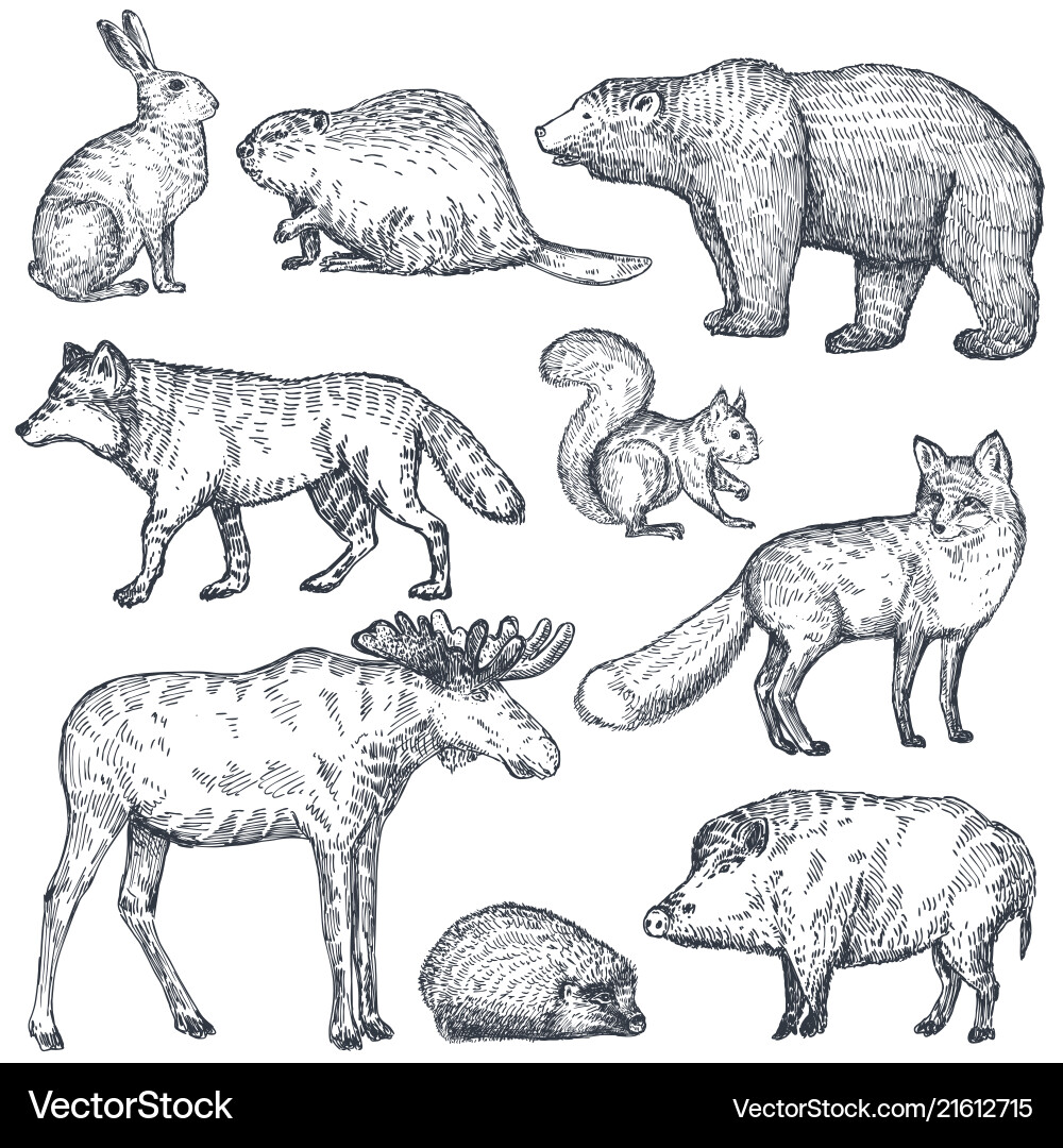 Hand-Drawn European Animals Royalty Free Vector Image