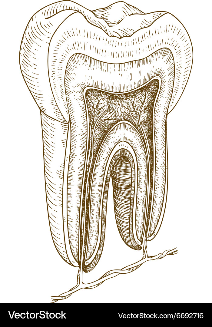 Engraving tooth structure Royalty Free Vector Image