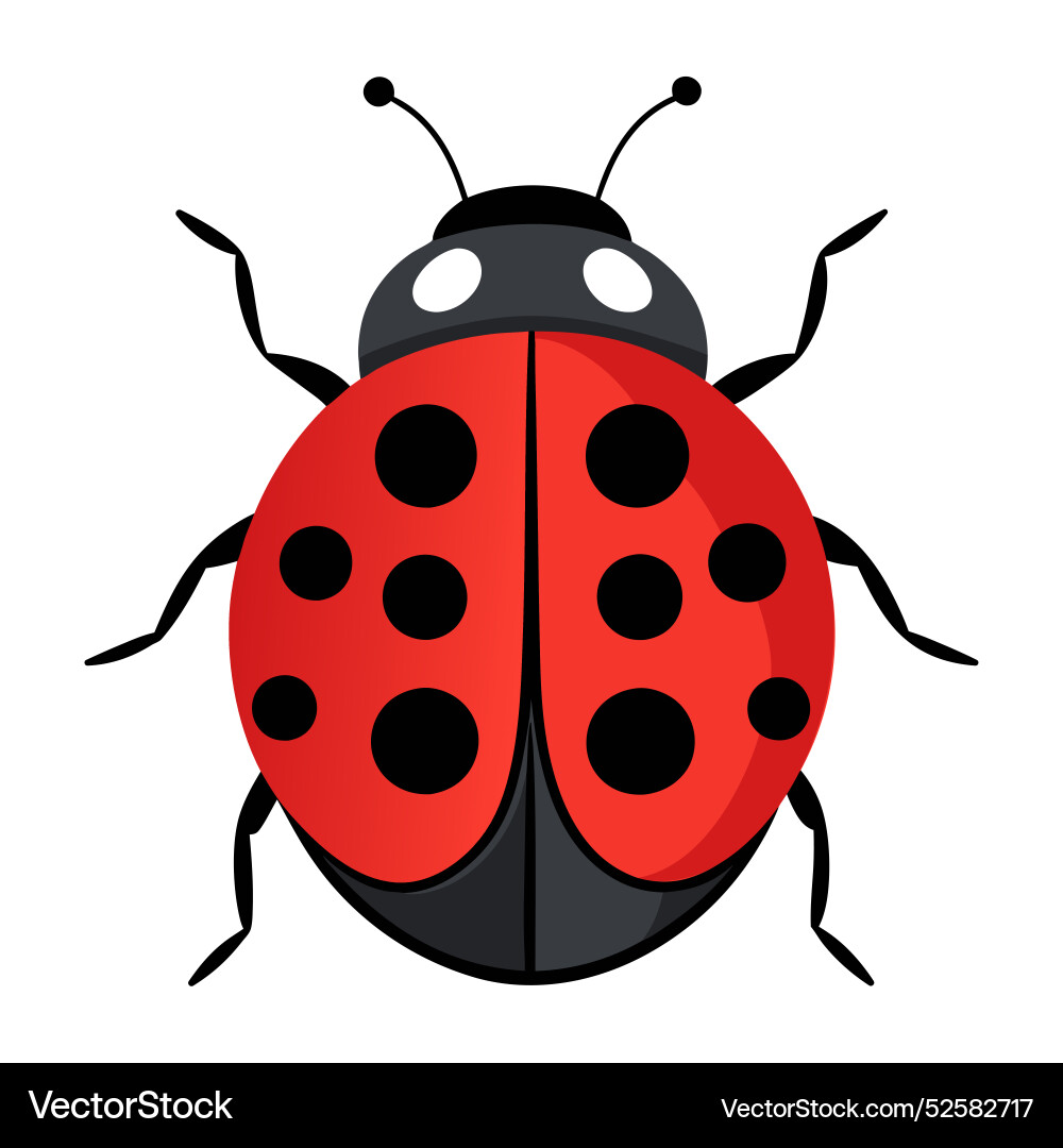 Ladybug cute insect isolated on white background Vector Image