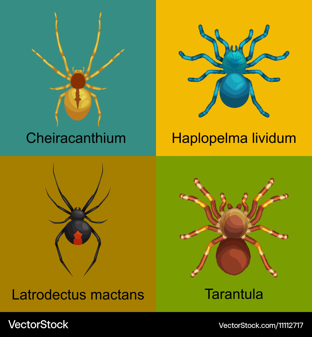 Spiders cartoon set dangerous insects collection Vector Image