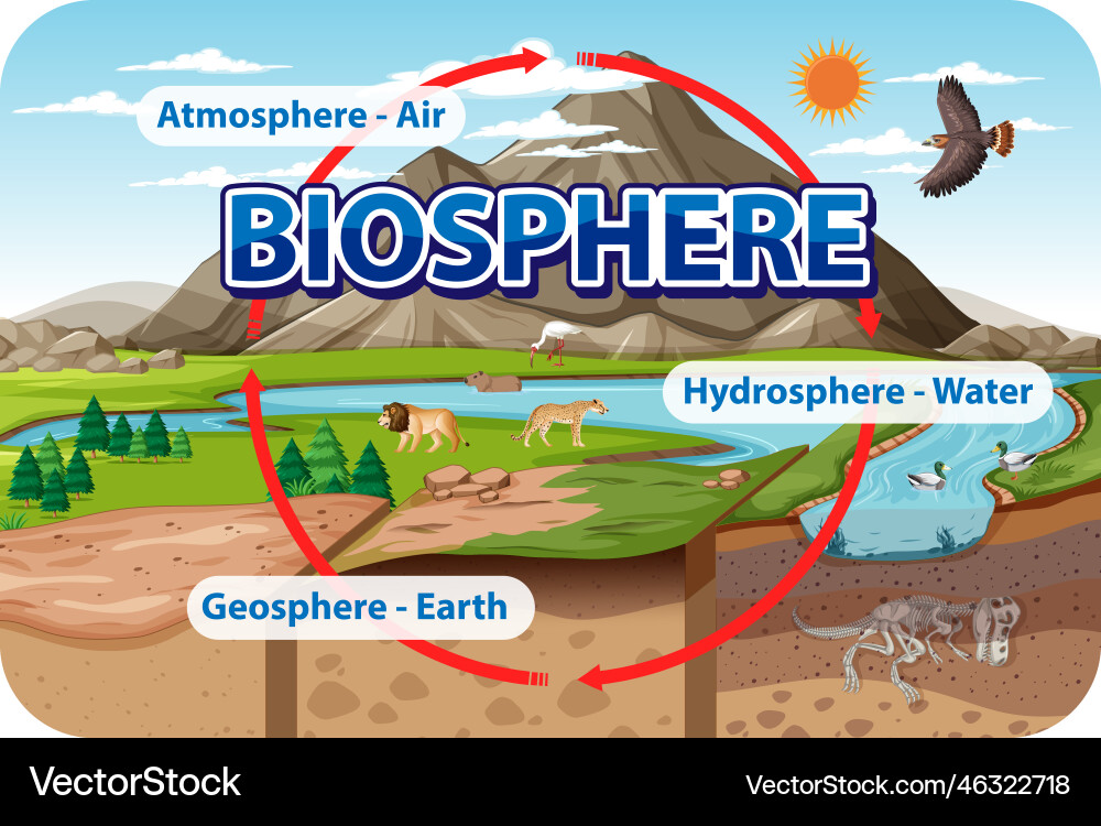 Biosphere ecology infographic for learning Vector Image