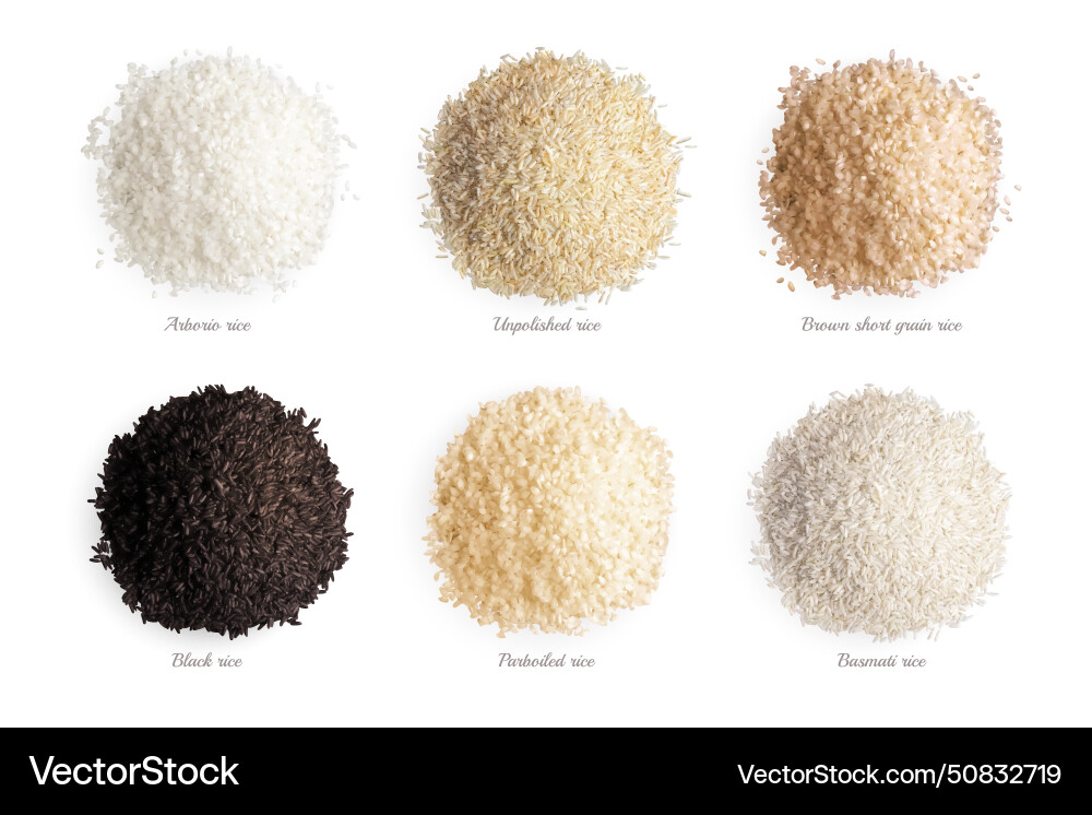 Rice varieties realistic collection Royalty Free Vector
