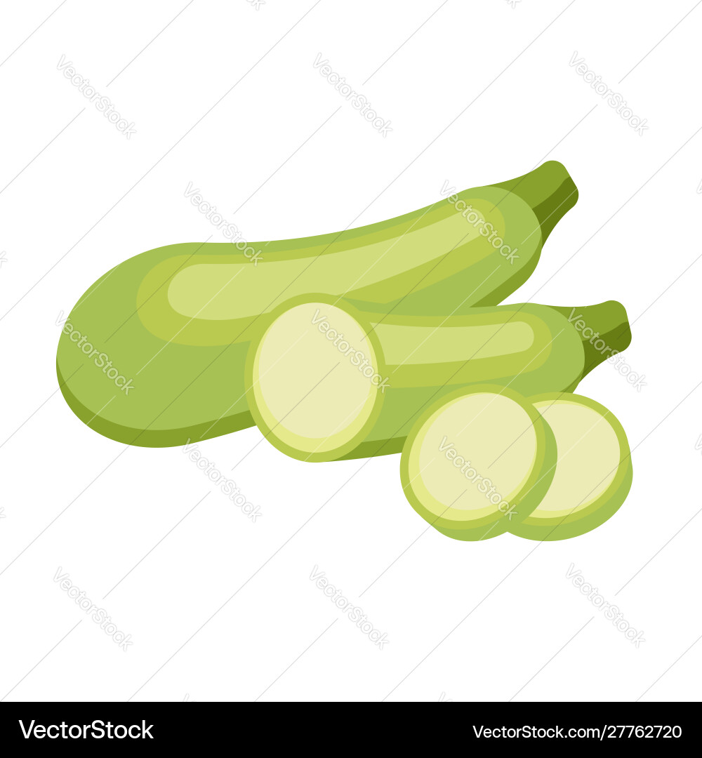 Green squash isolated on white background Vector Image