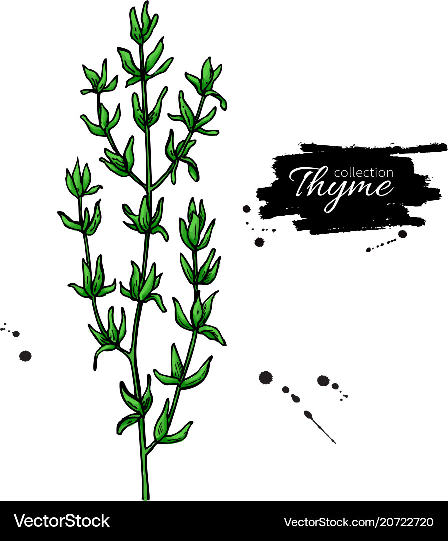 Thyme drawing isolated plant Royalty Free Vector Image
