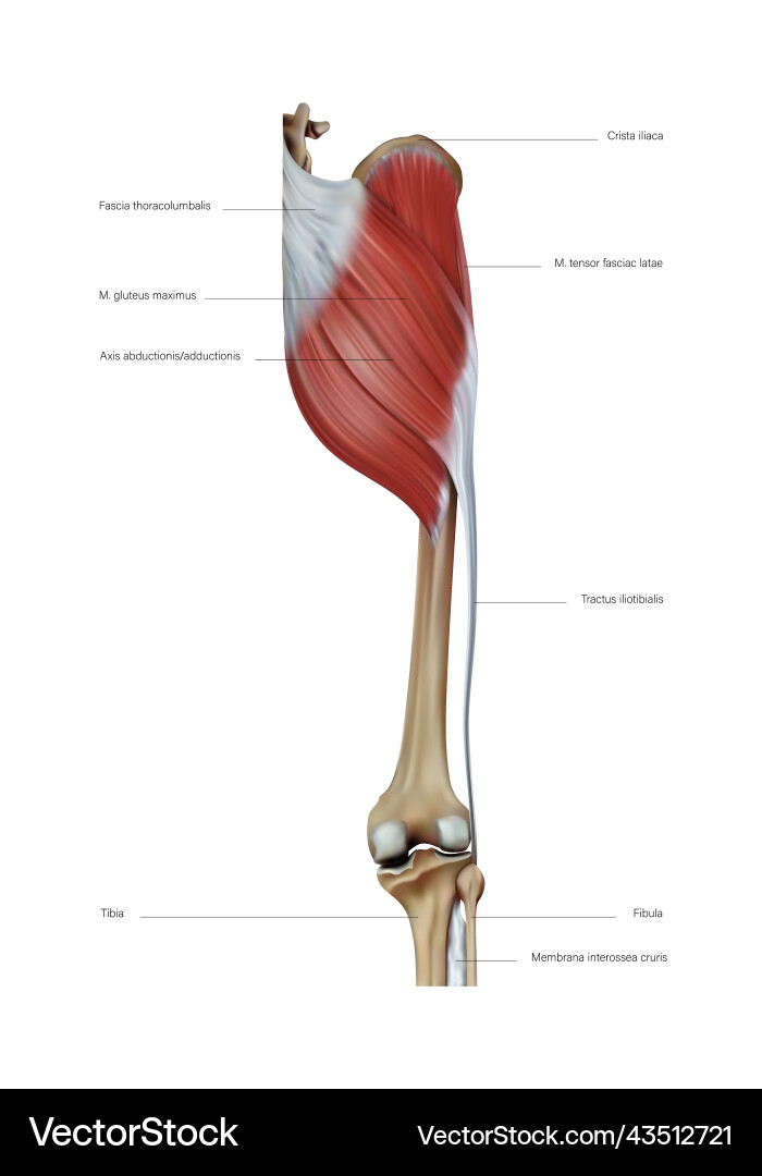 Human anatomy gluteus maximus muscle 3d Royalty Free Vector