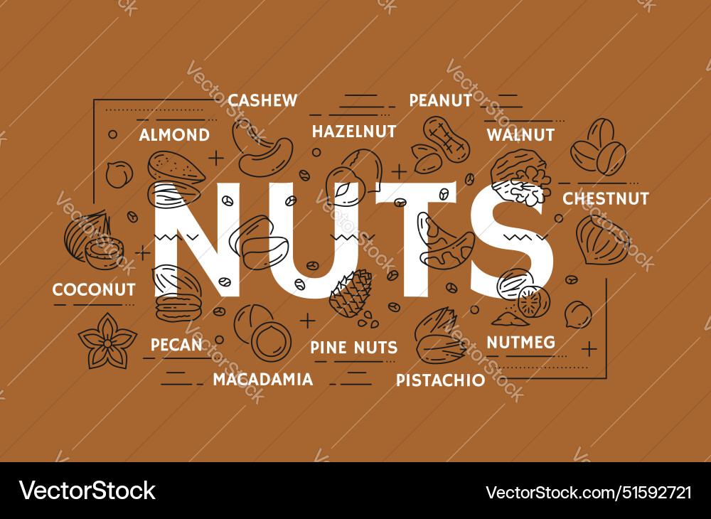 Line nuts linear brown background with seeds Vector Image