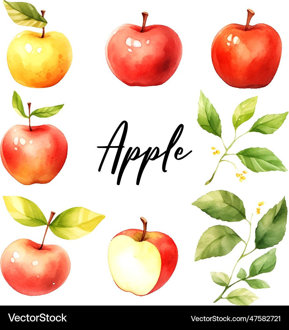 Red apple watercolor in hand drawn style on white Vector Image