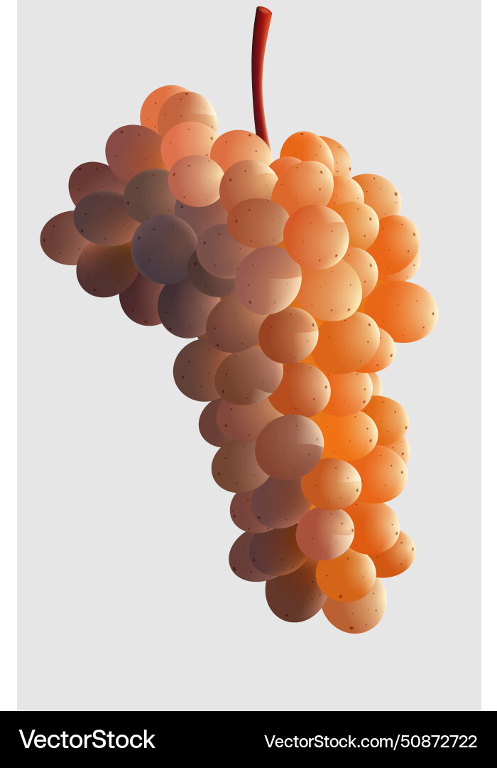 Bunch of grapes Royalty Free Vector Image - VectorStock