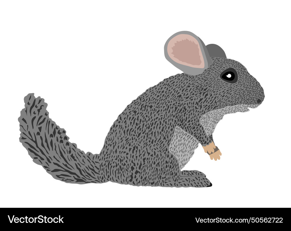 Chinchilla isolated on white Royalty Free Vector Image