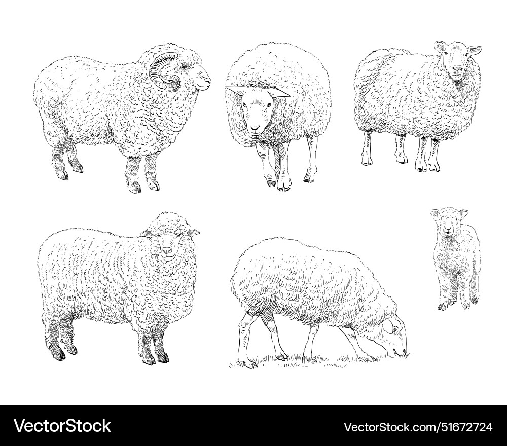 Sheep Vector Images (over 53,000)