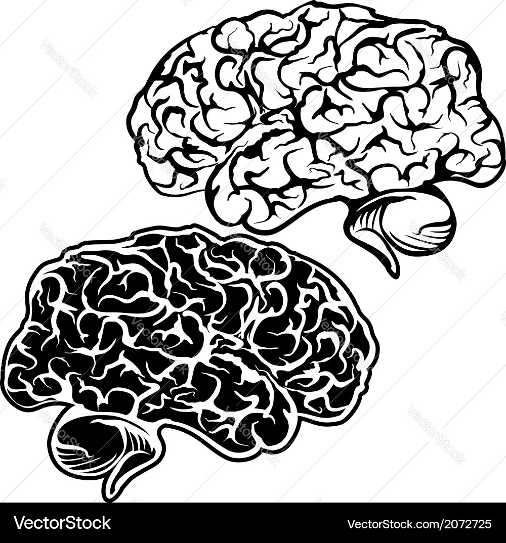 Human brain sketch cartoon Royalty Free Vector Image