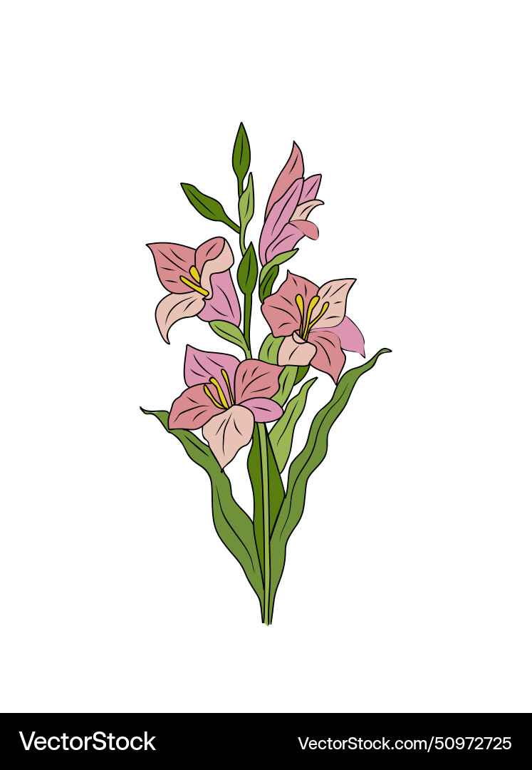 Pink gladiolus flower outline colored art drawing Vector Image