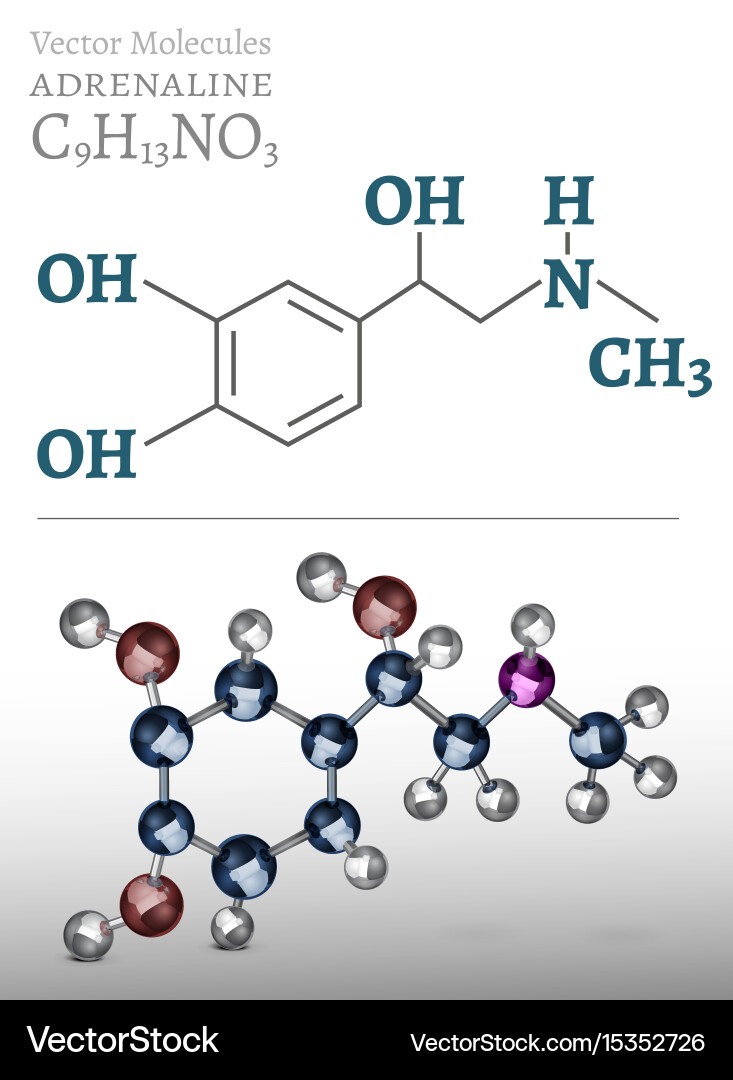Adrenaline Molecule 3D Model Royalty Free Vector Image