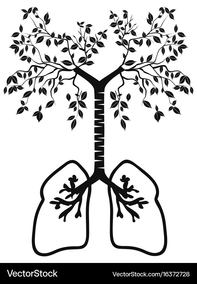 Lung Tree Lizenzfreies Vektorbild - VectorStock