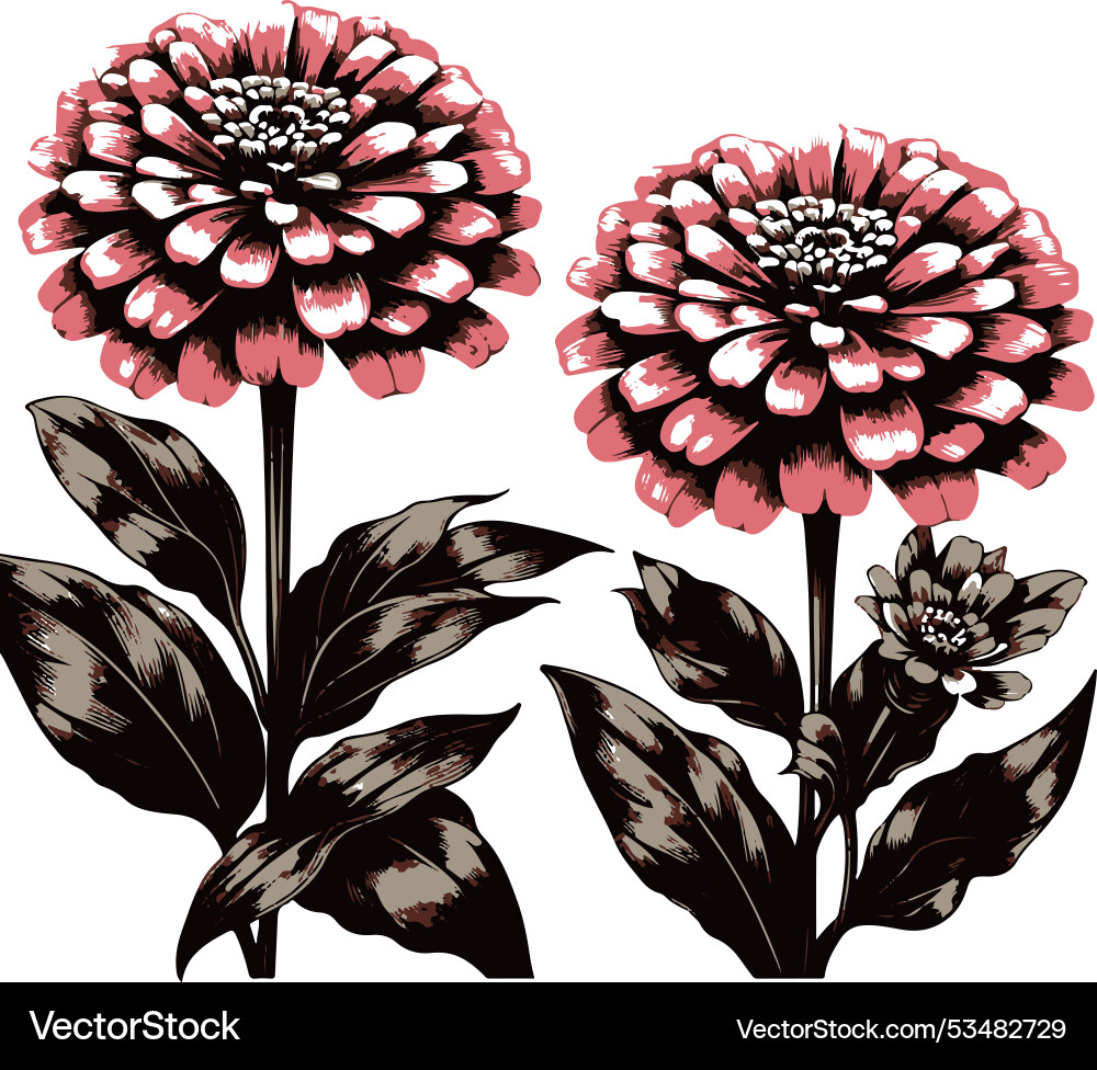 Zinnia flower blooming Royalty Free Vector Image