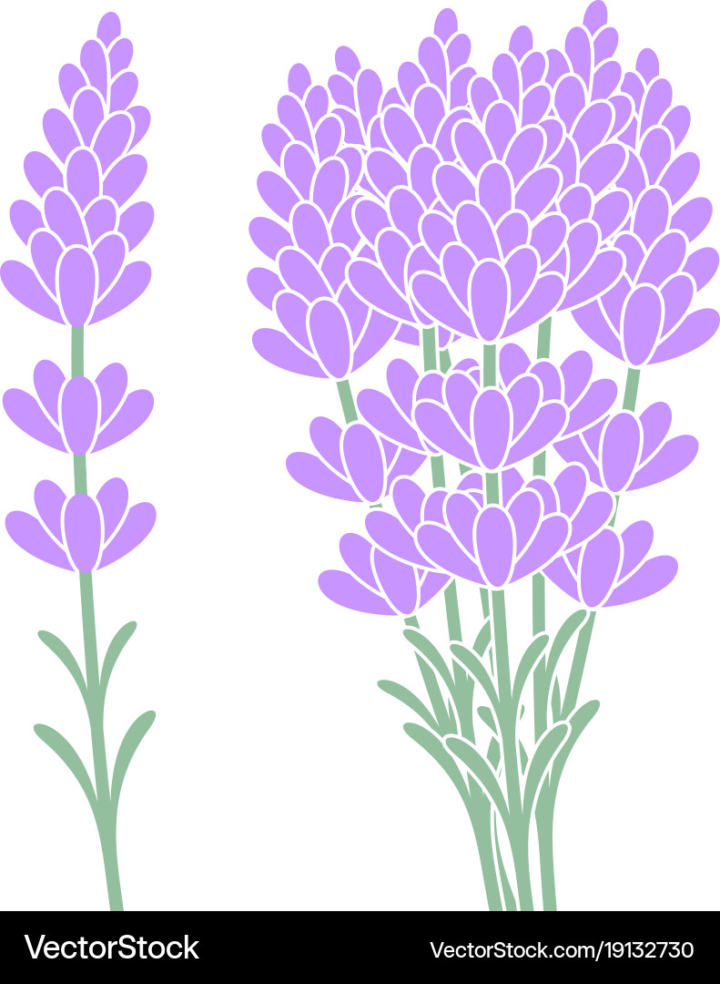 Lavender flower Royalty Free Vector Image - VectorStock