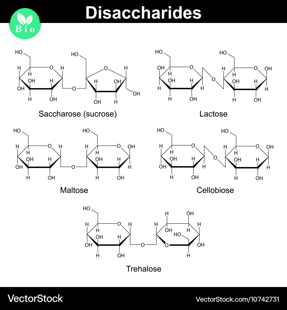 Structure Of Disaccharides