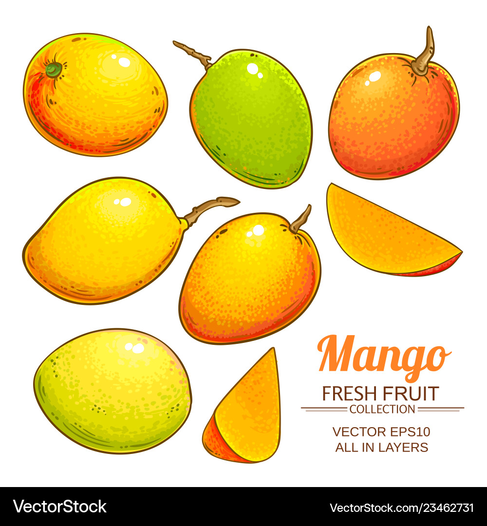 Mango fruit isolated on white background Vector Image