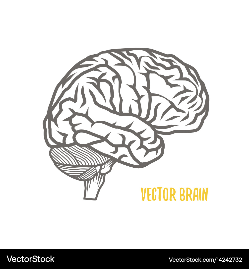 Brain Royalty Free Vector Image - VectorStock
