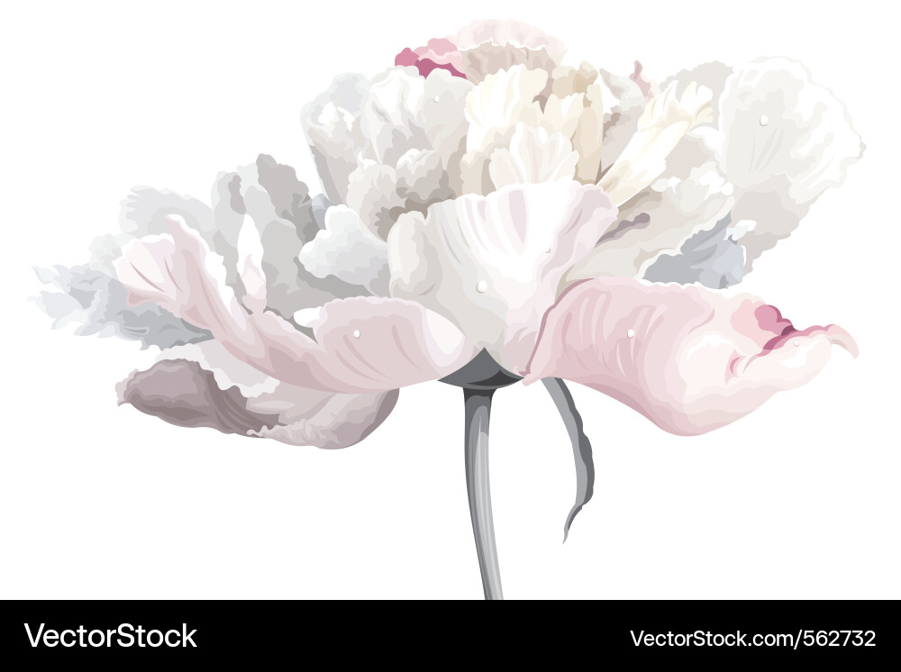Peony flower Royalty Free Vector Image - VectorStock