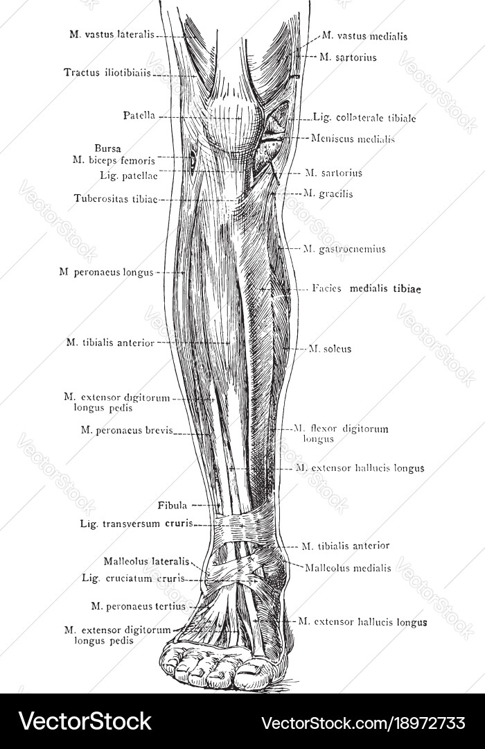 Anterior View of Superficial Leg Muscles Vector Image