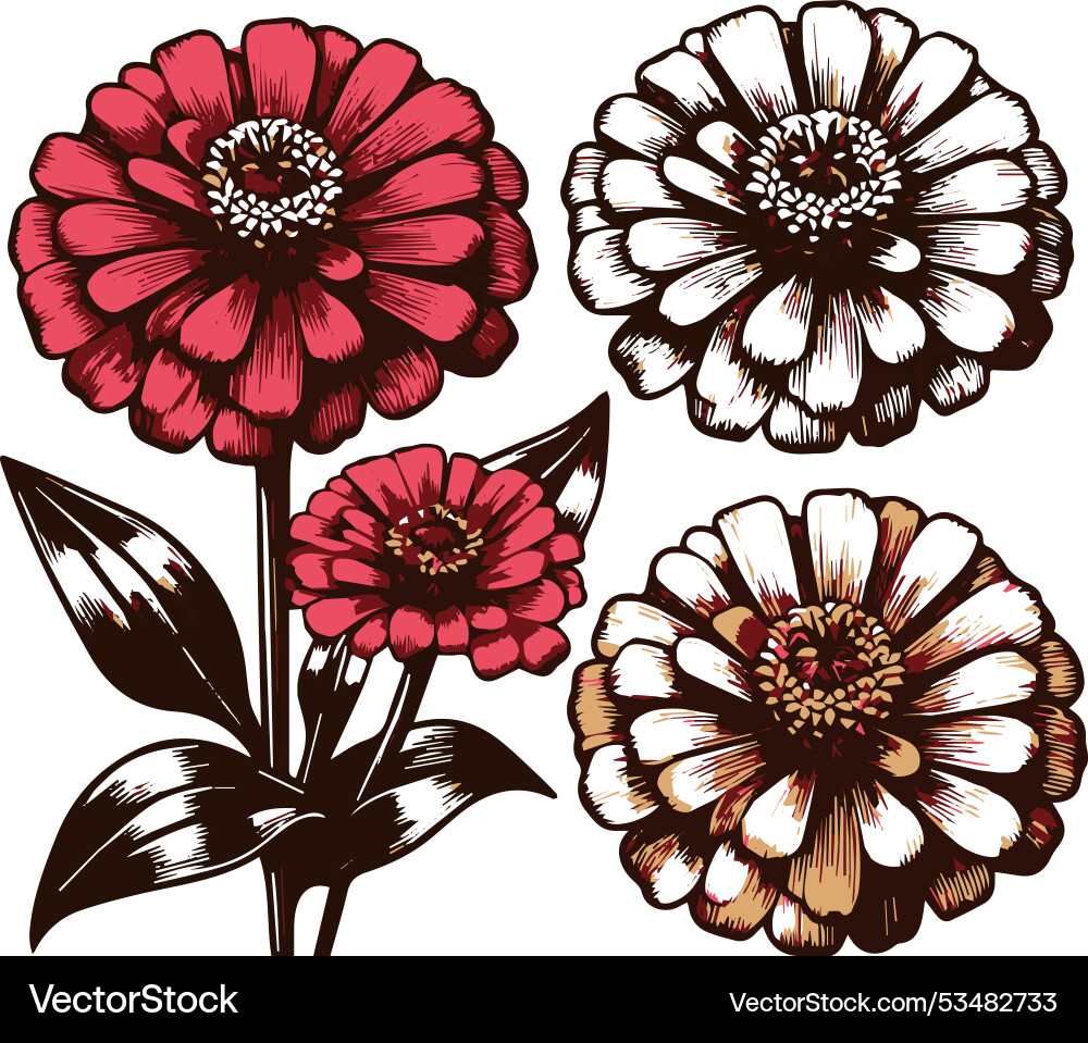 Zinnia flower blooming Royalty Free Vector Image