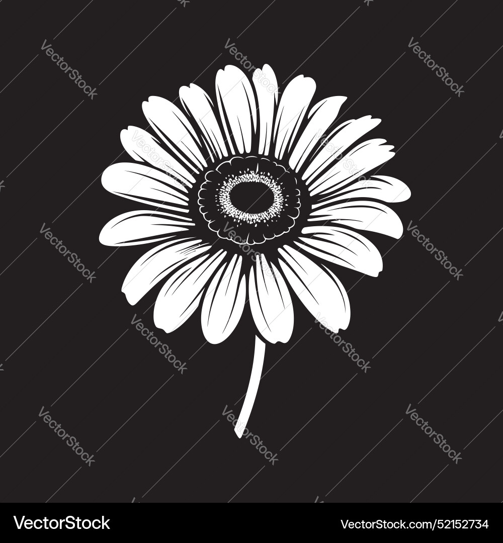 Radiant bloom gerbera daisy emblem botanical Vector Image