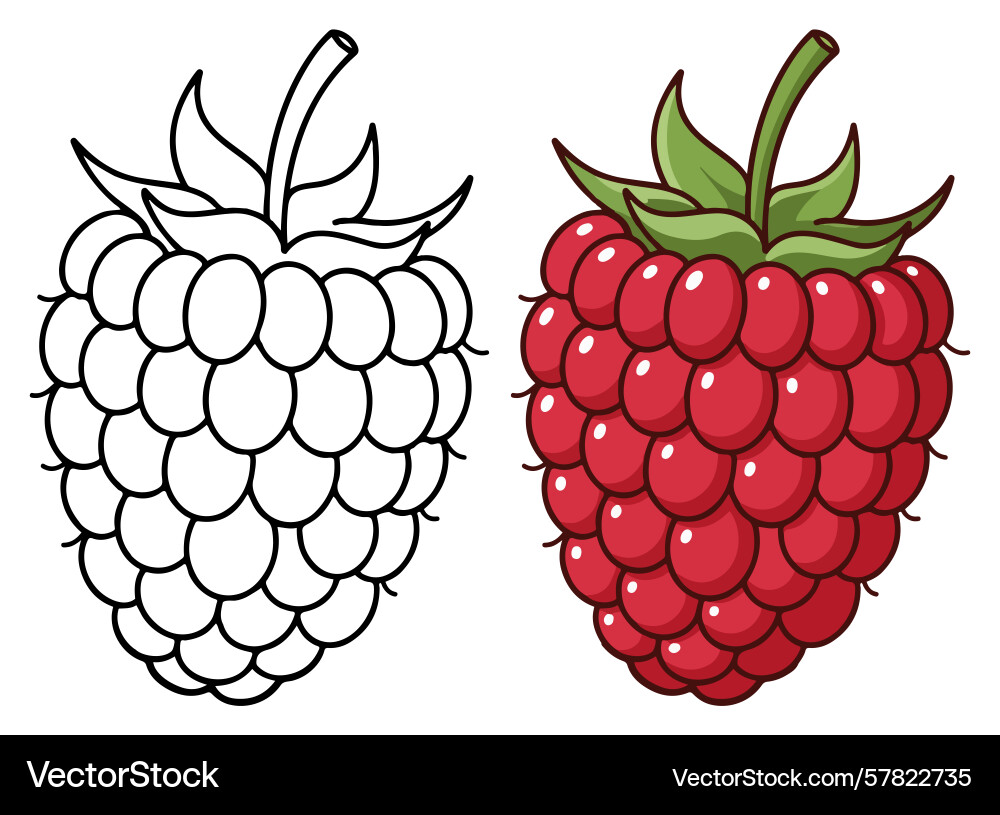 Raspberry fruit line art with color – Royalty-Free Vector | VectorStock