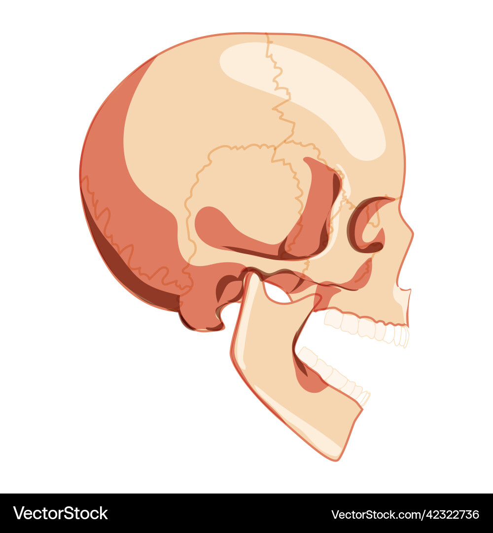 Human Skull Side View Mouth Open