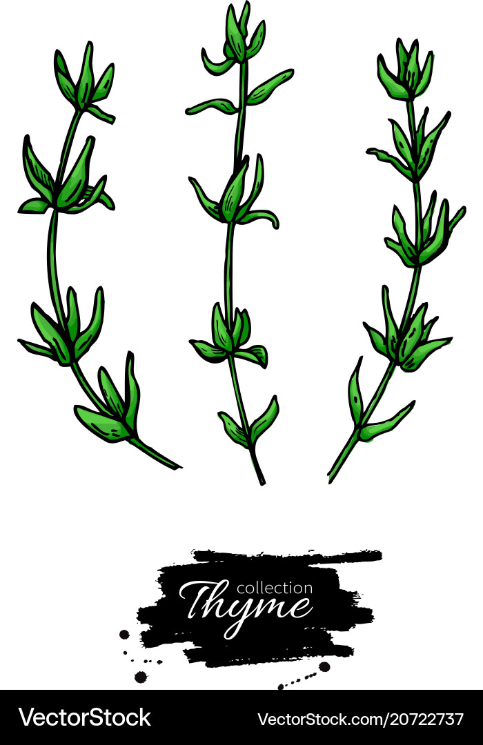 Thyme drawing isolated plant Royalty Free Vector Image